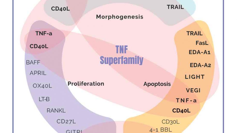 IBD cheat sheet | IBD-EII