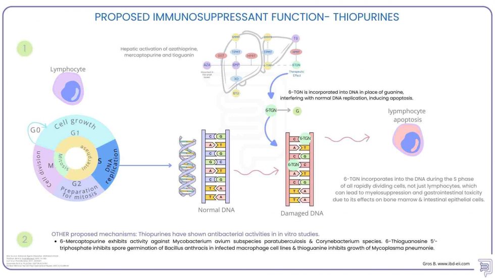 IBD cheat sheet | IBD-EII