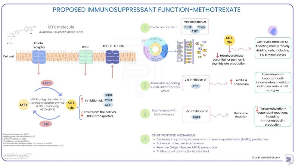 IBD cheat sheet | IBD-EII